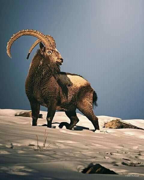 Ibex Facts Horn Size Inhabitation & Hunting Season Pakistan