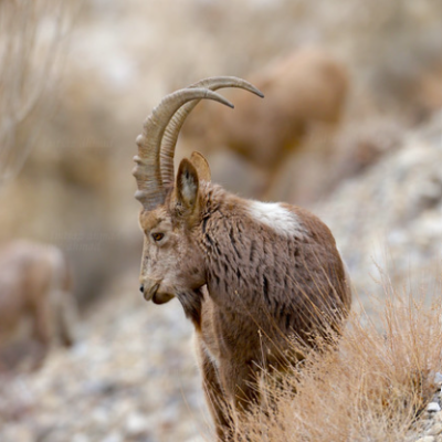 Ibex Facts Horn Size Inhabitation & Hunting Season Pakistan