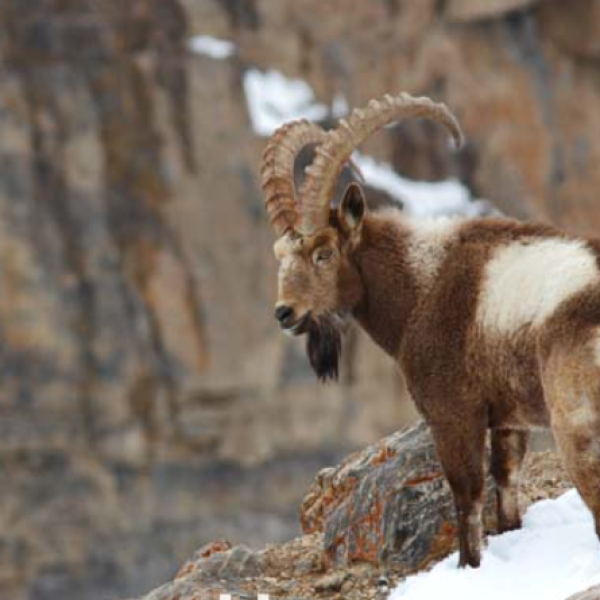 Himalayan Ibex Trophy Hunting in Pakistan - IBEX HUNTING